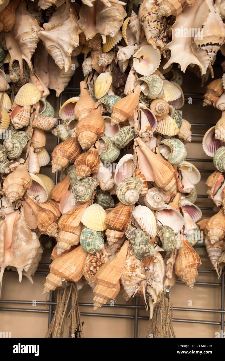 Bivalve types hi-res stock photography and images - Alamy