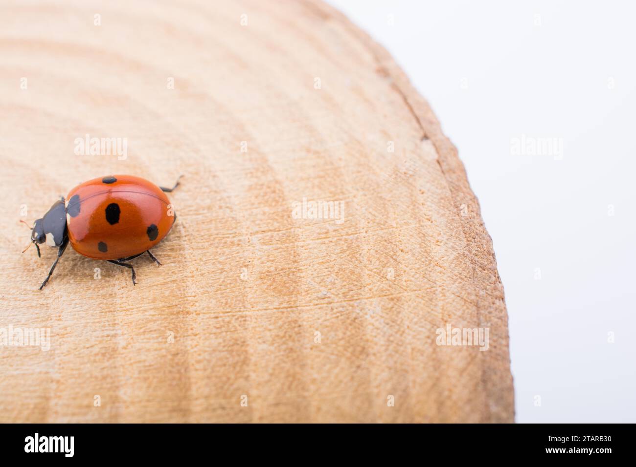 Beautiful photo of red ladybug walking on a piece of wood Stock Photo ...