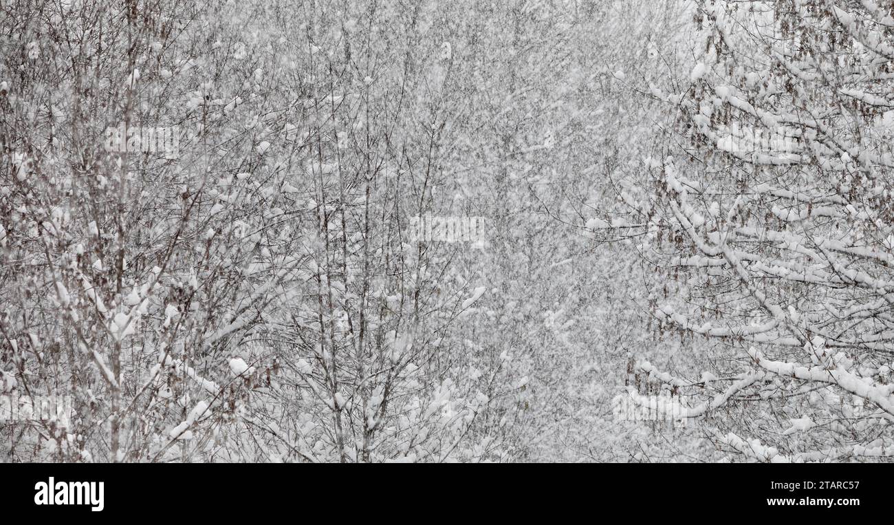 Deciduous forest europe snow hi-res stock photography and images - Alamy