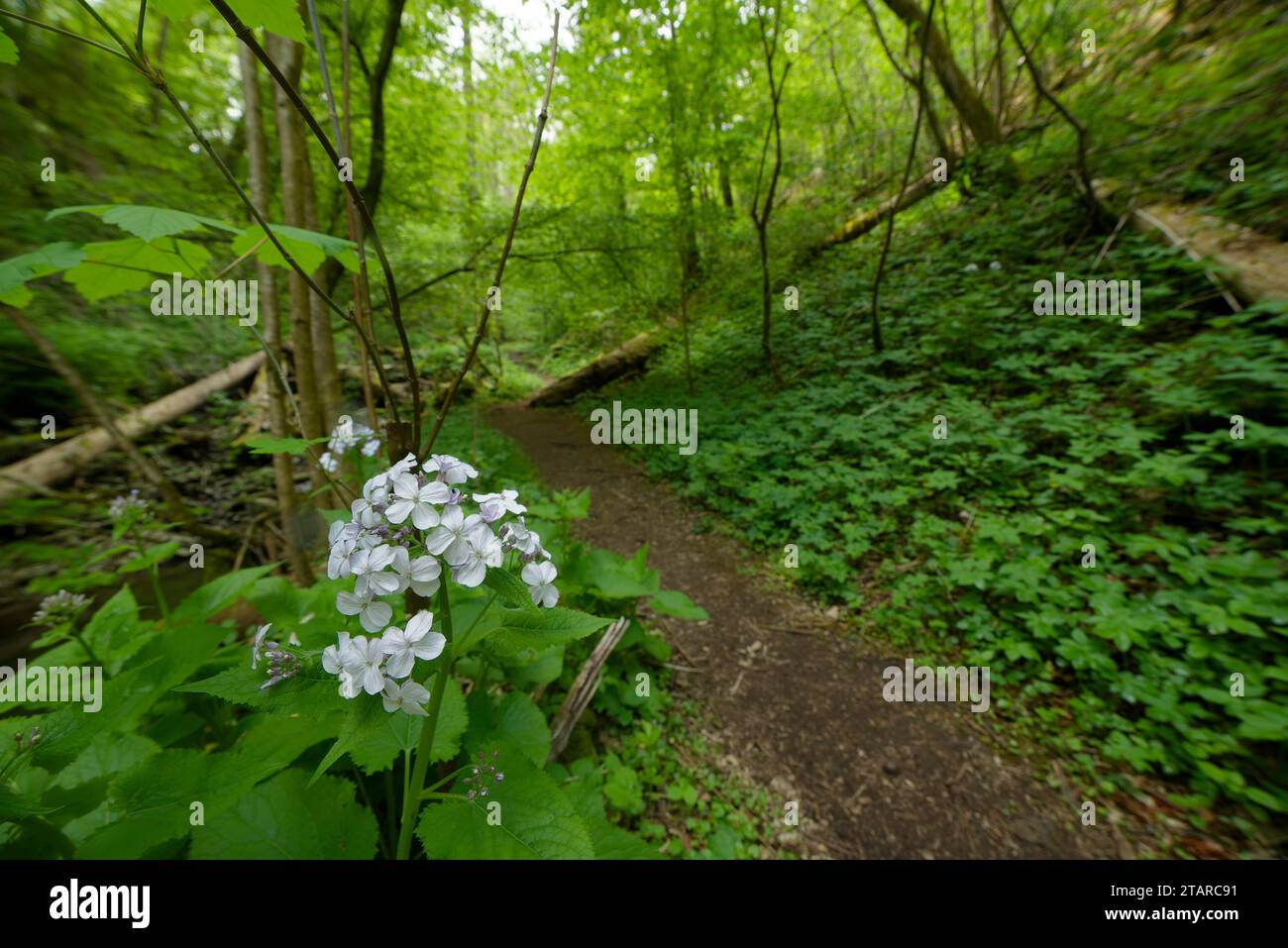 Flowering moon violet (Lunaria) in a ravine forest, Waldbach ...