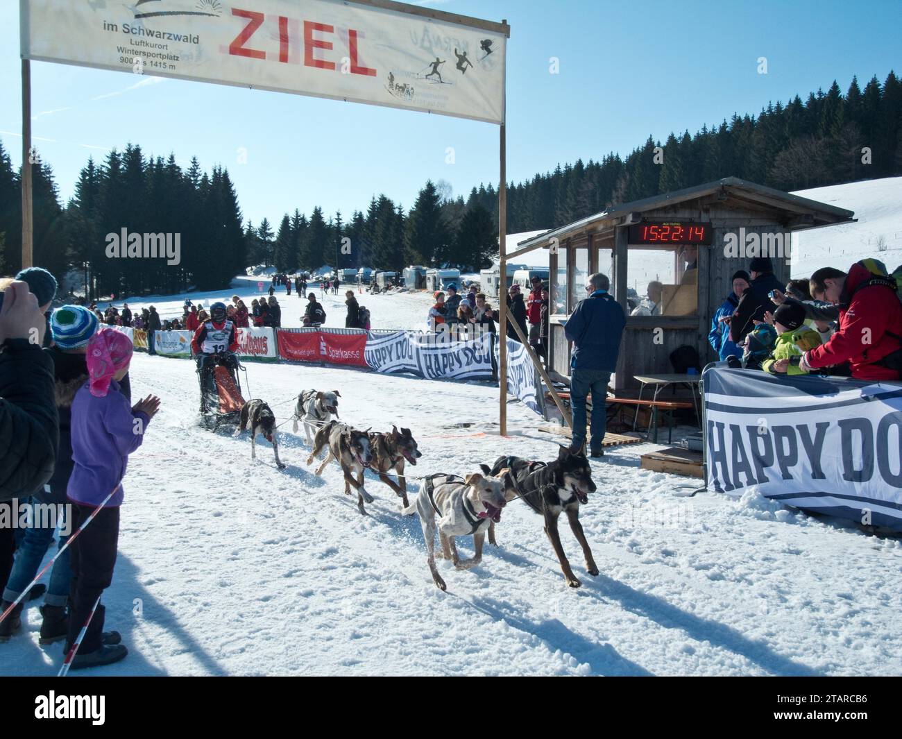 Double team with 6 dogs crossing the finish line at the Sled Dog Racing ...