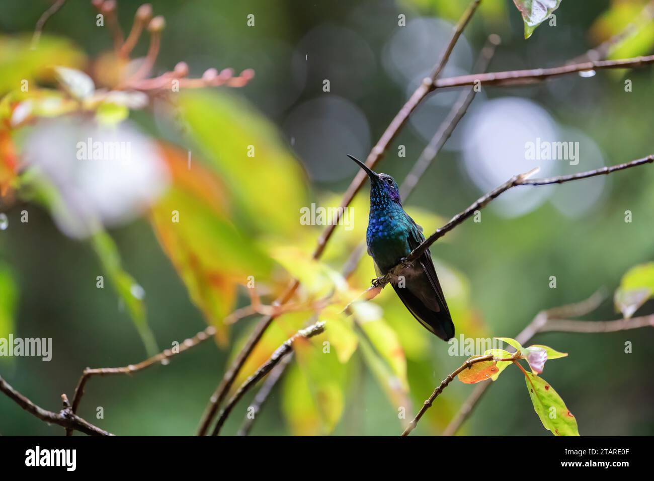 Central and south american bird hi-res stock photography and images - Alamy