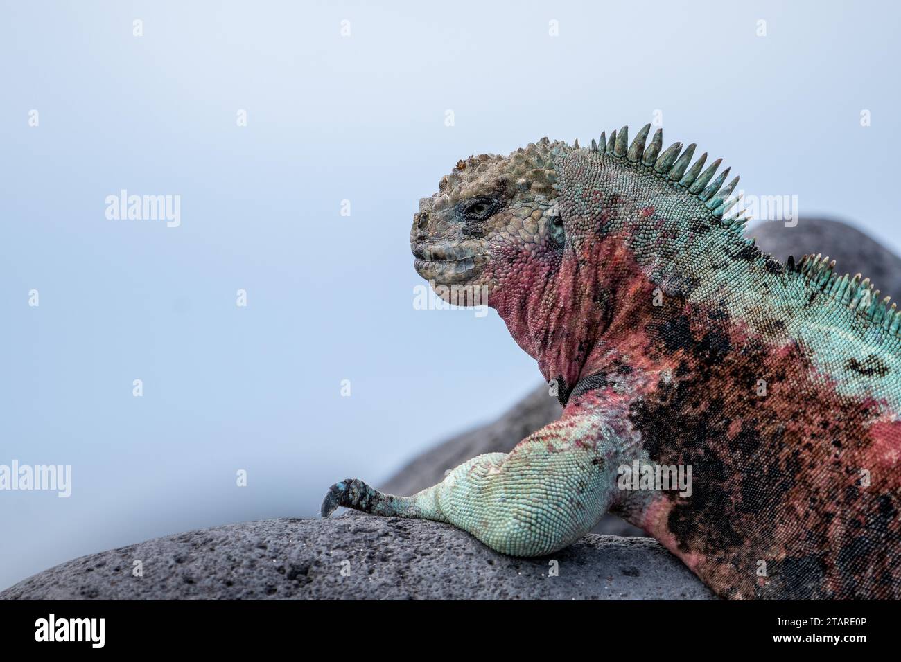 Marine lizard, Galapagos, Ecuador, South America Stock Photo - Alamy