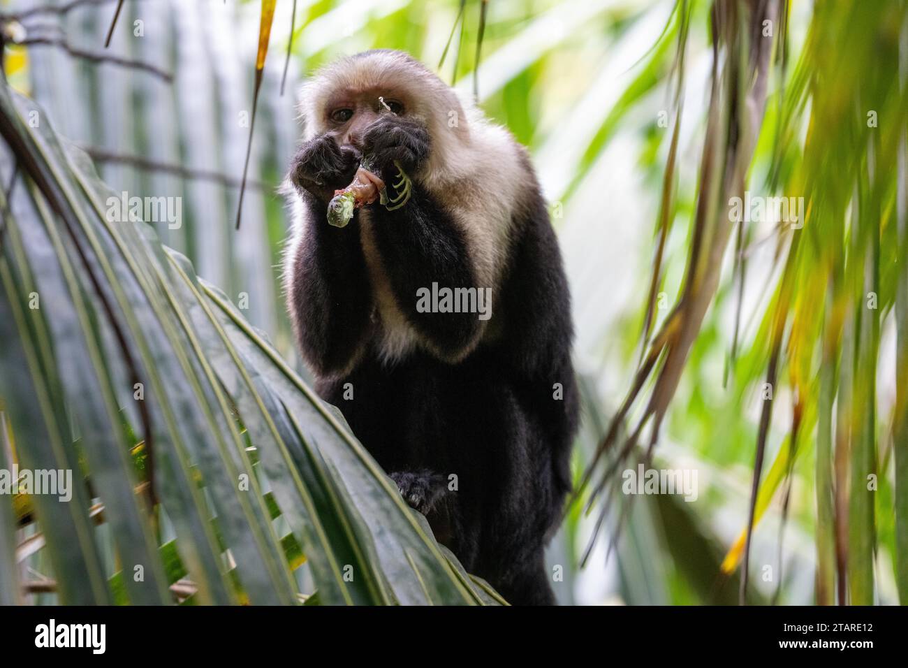 Primate latin america hi-res stock photography and images - Alamy