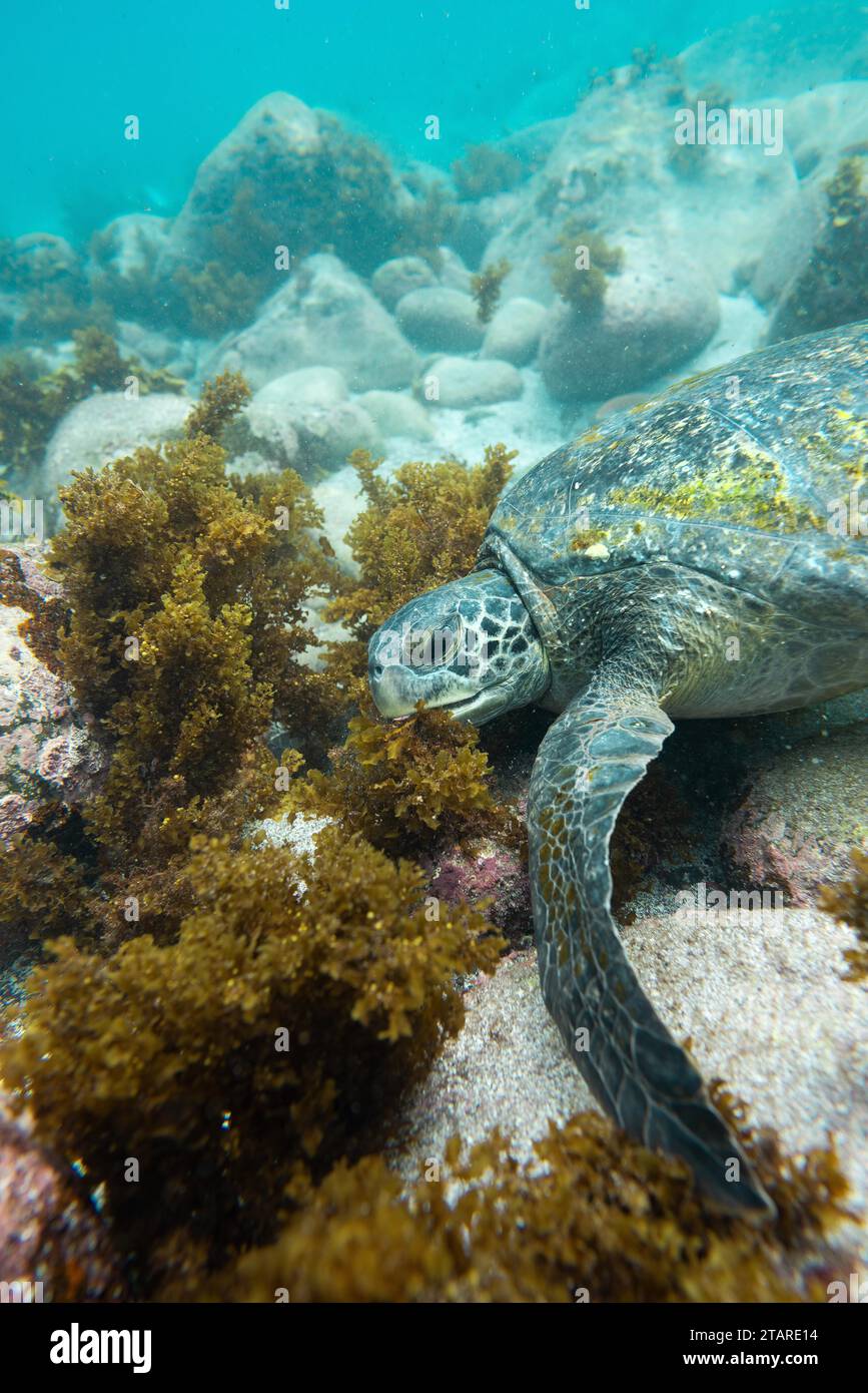 Sea turtle, Galapagos, Ecuador, South America Stock Photo - Alamy