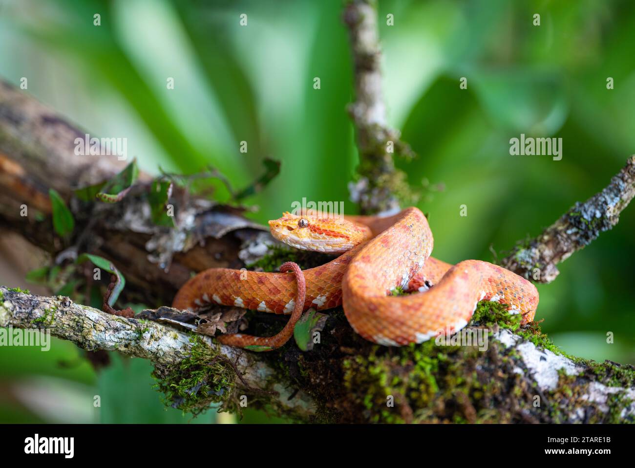 Orange snake hi-res stock photography and images - Alamy