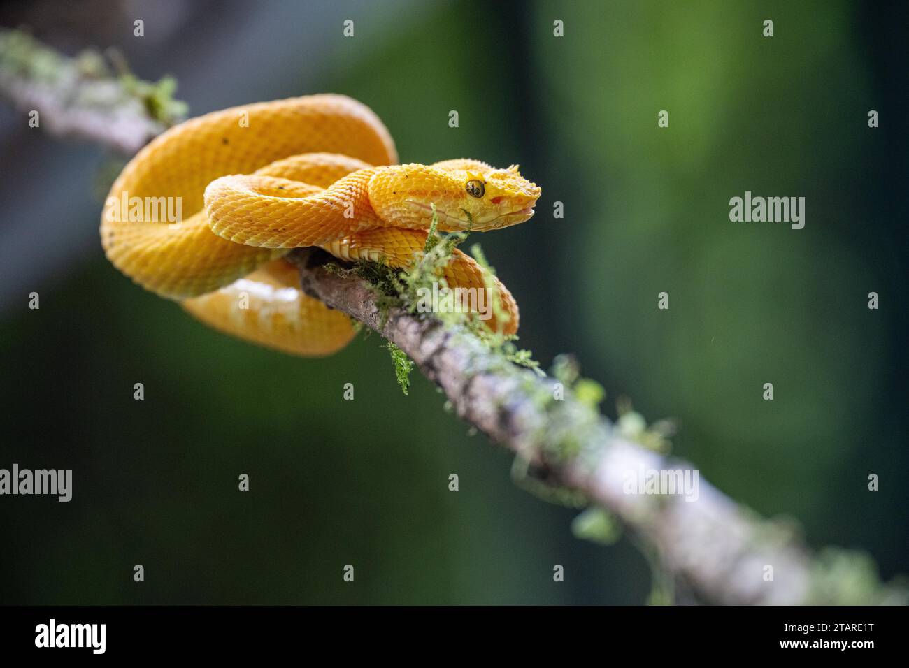 Poisonous snake costa rica hi-res stock photography and images - Alamy