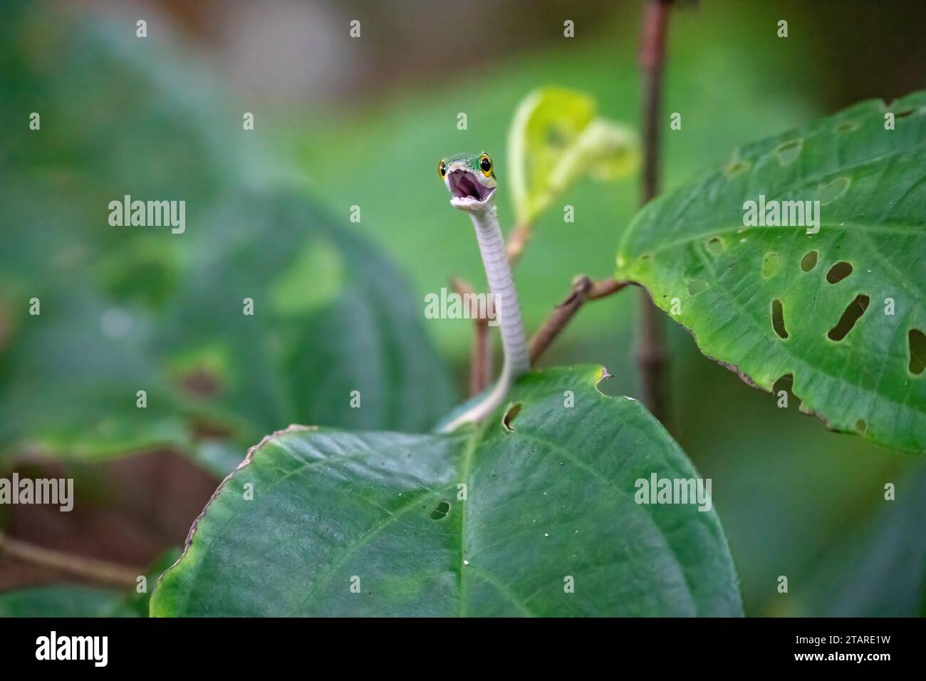 Central snake hi-res stock photography and images - Alamy
