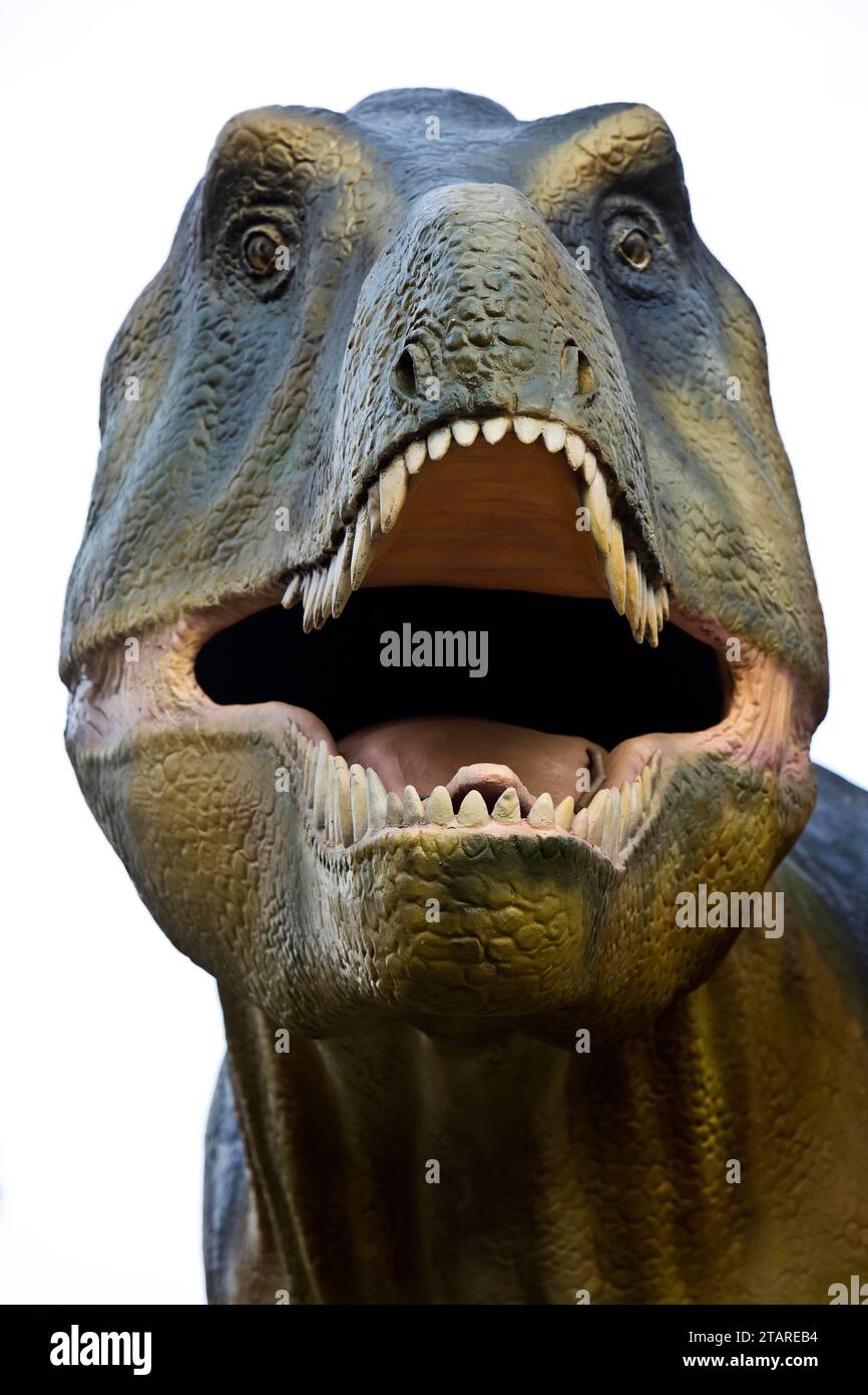 Reconstruction of a Tyrannosaurus rex, detail, Senckenberganlage ...