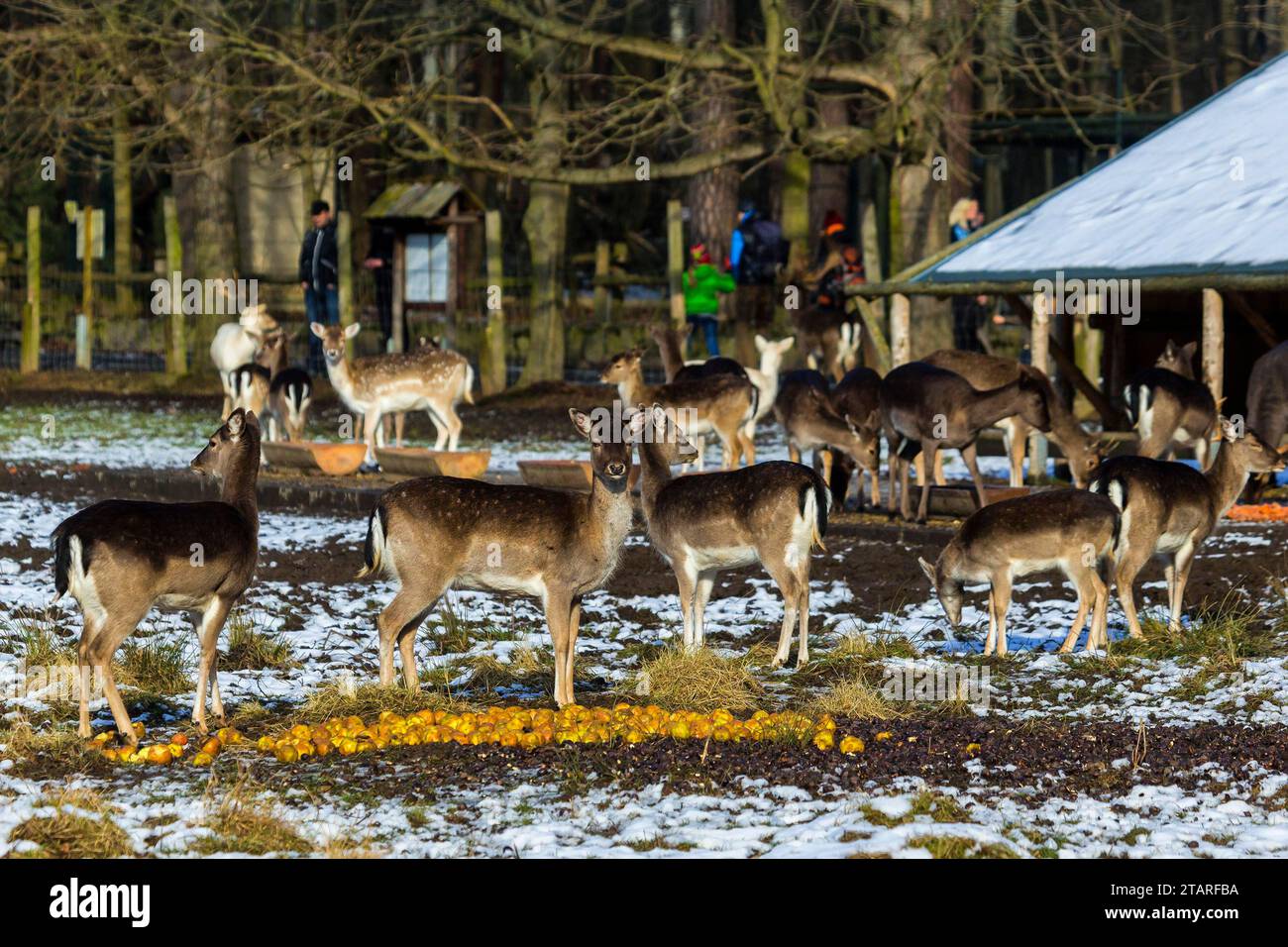 Moritzburg Game Reserve Stock Photo - Alamy