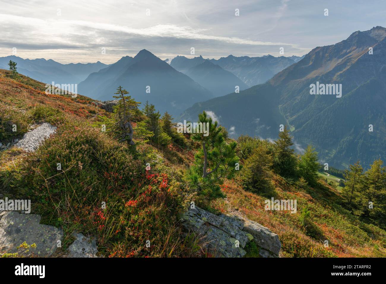Tree line at Penken, Penkenjoch (2) (095m), municipality of Finkenberg ...