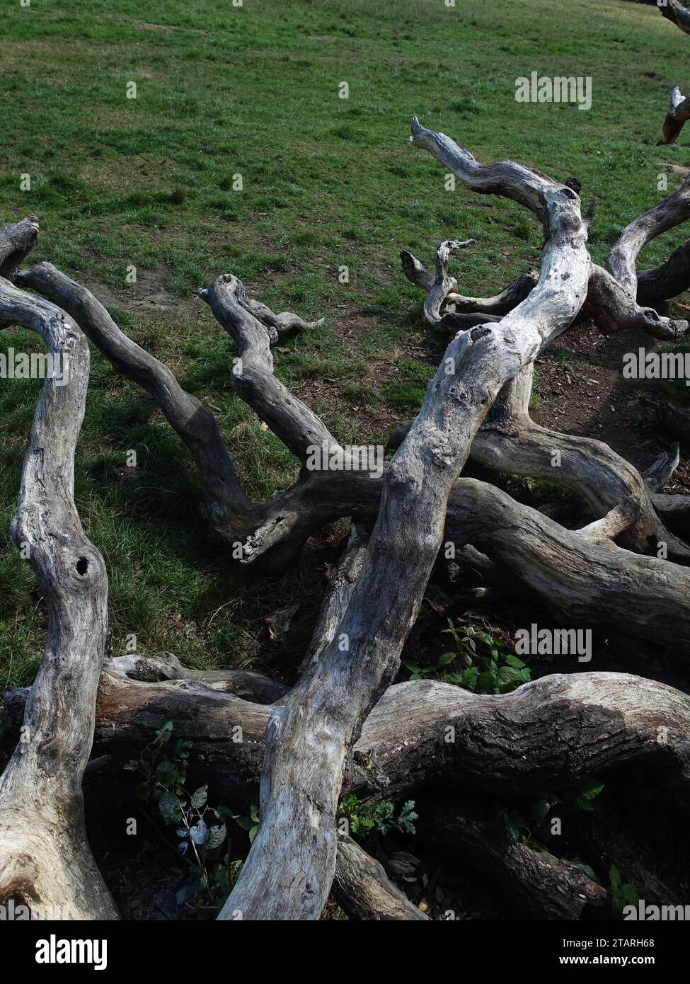 Fallen limbs hi-res stock photography and images - Alamy