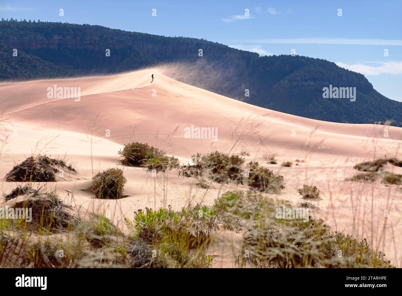 Coral Pink Sand Dunes State Park, Utah, USA. Pink sand dunes form from ...
