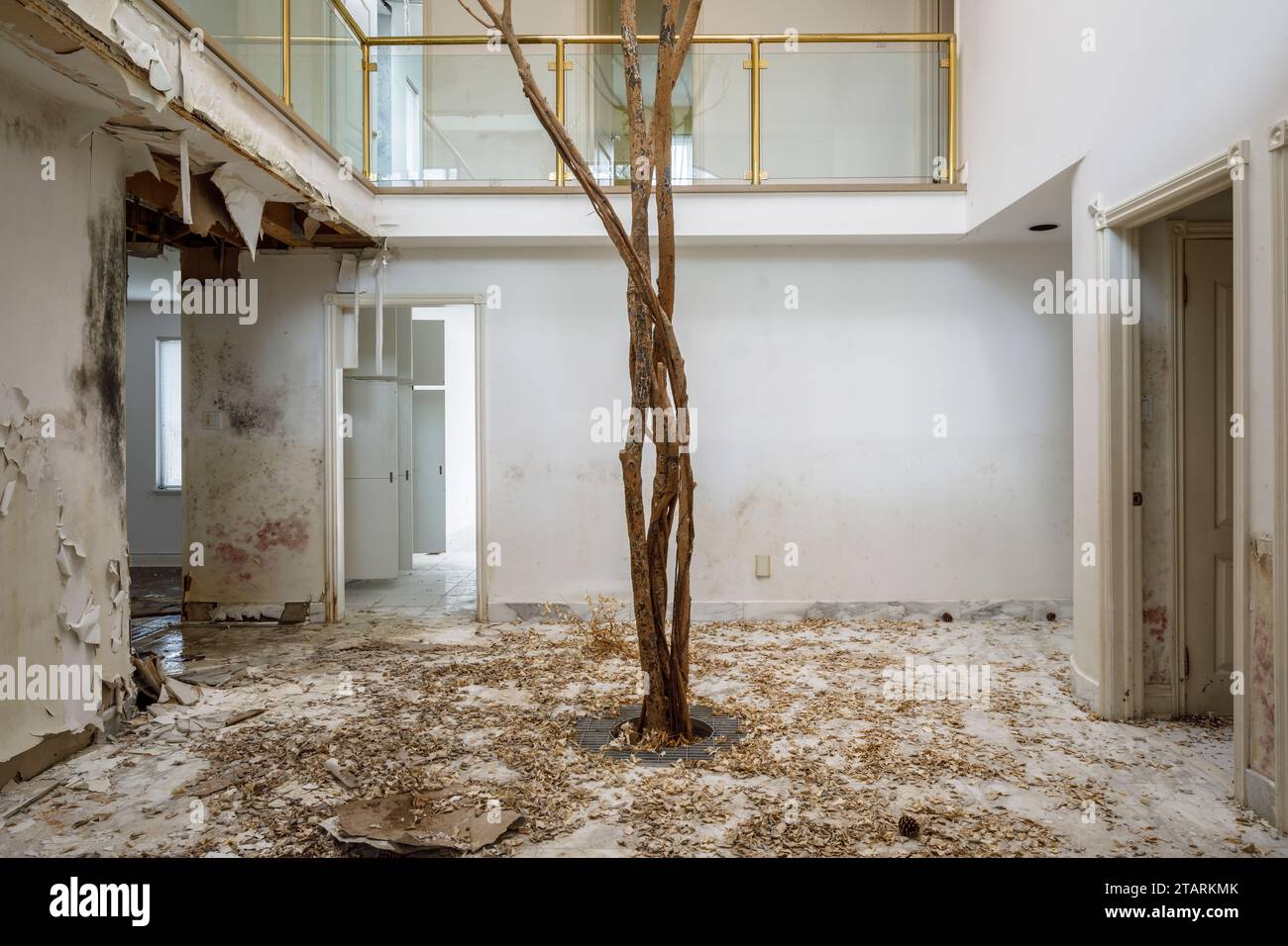 A dead tree growing inside an abandoned mansion Stock Photo - Alamy