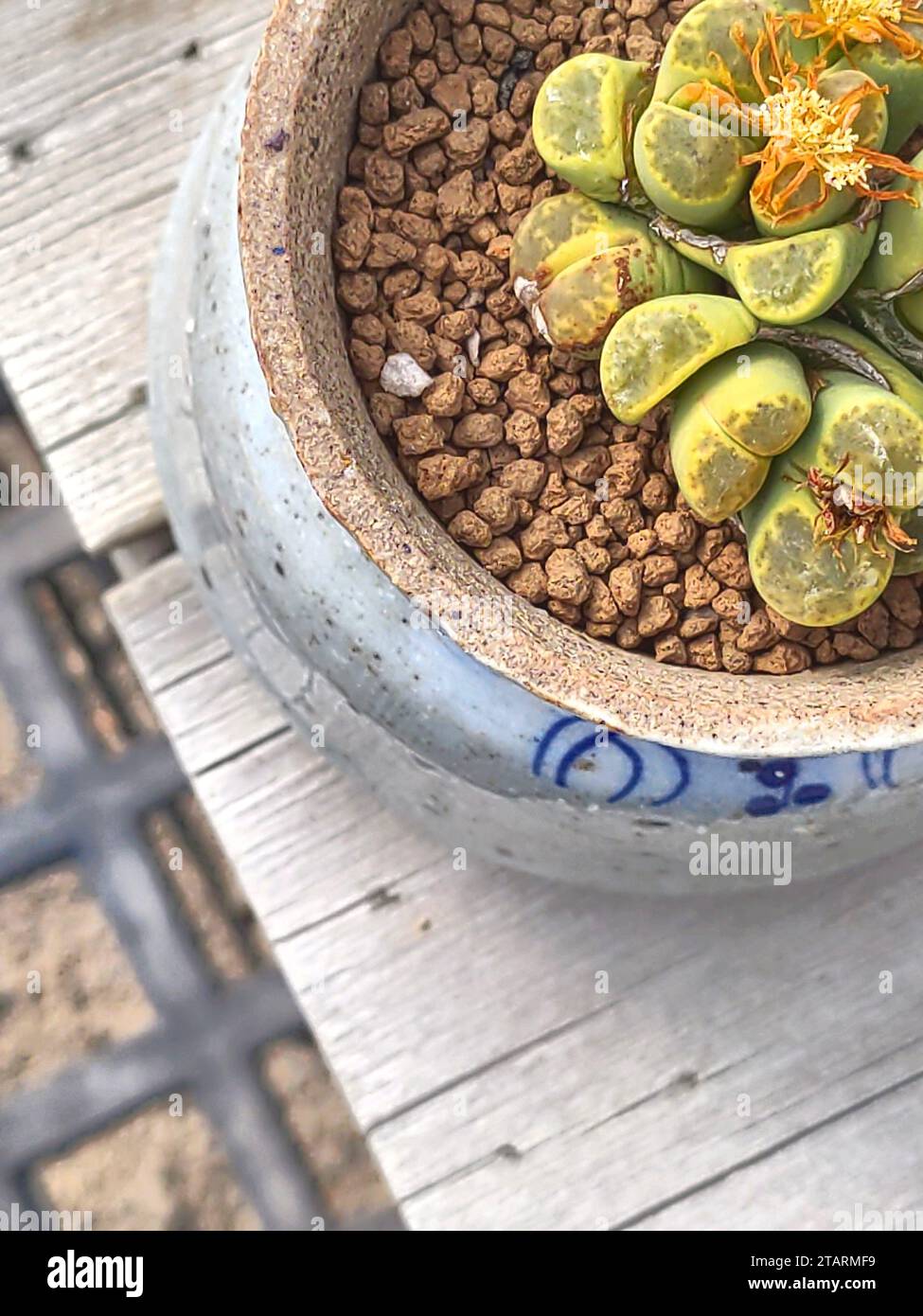 The lithops planted in Akadama using porcelain pots as containers Stock ...