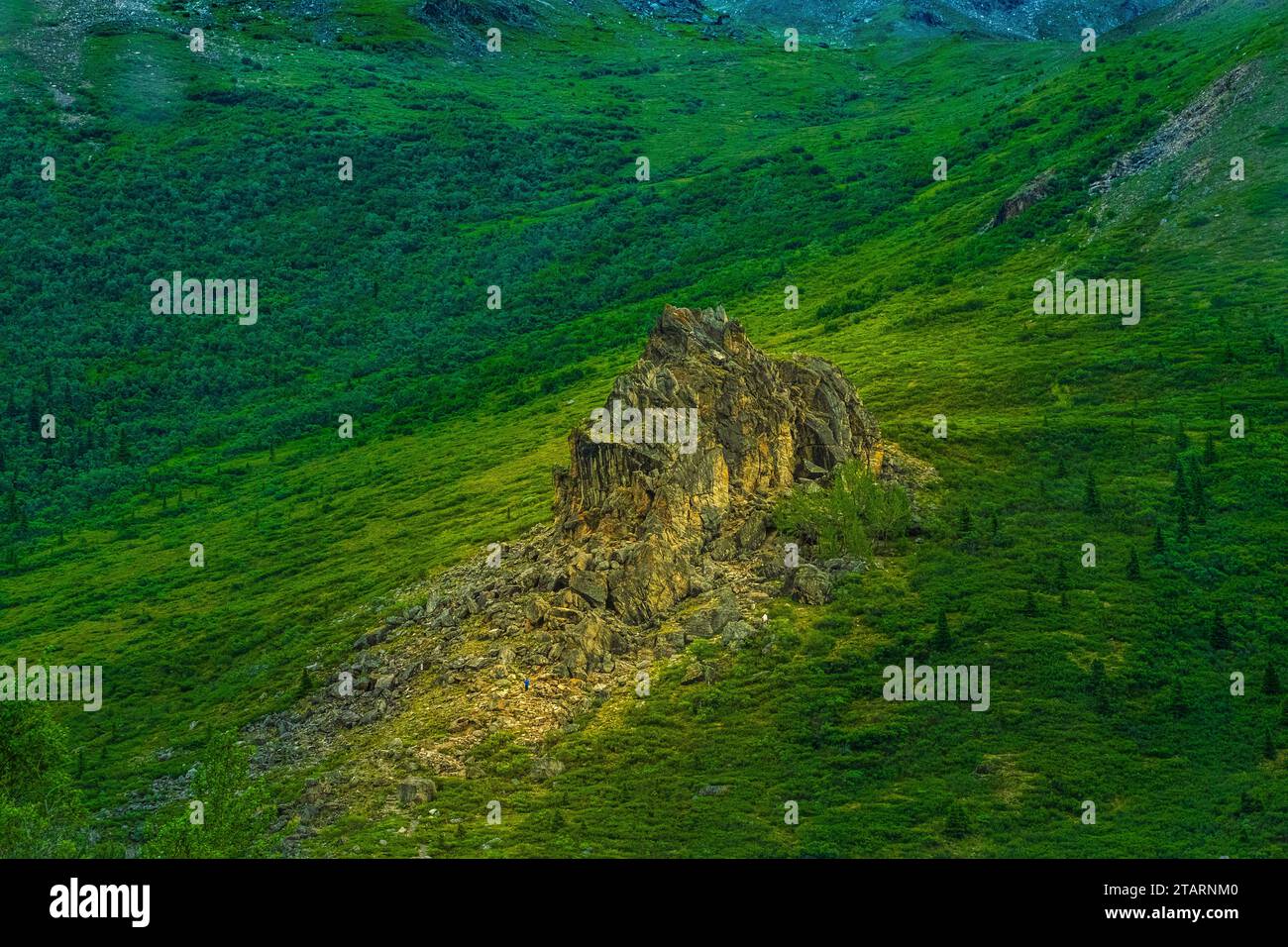 Primrose ridge denali national park hi-res stock photography and images ...