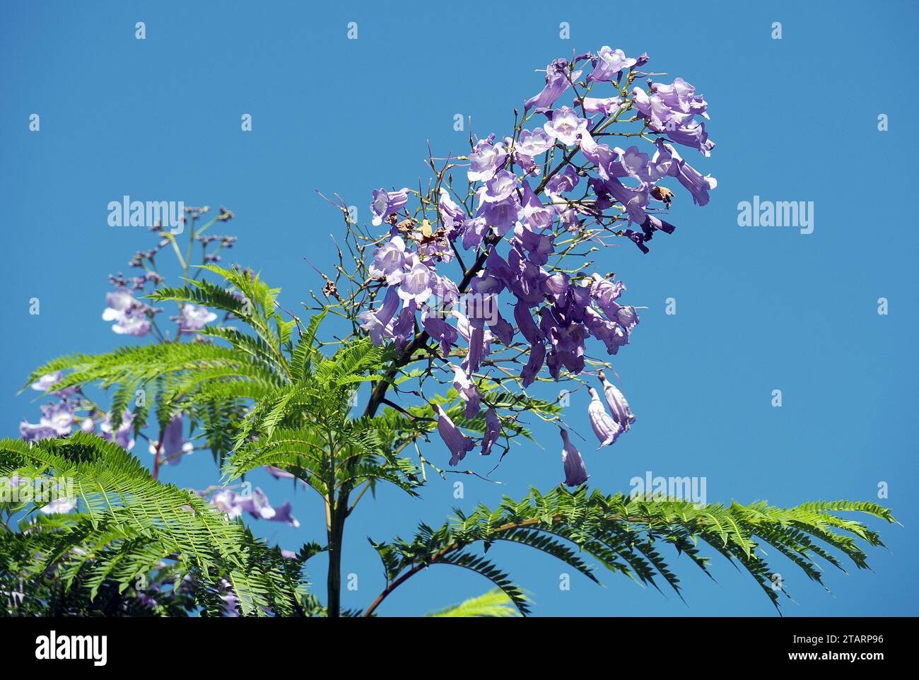 jacaranda, blue jacaranda, black poui, Palisanderholzbaum, Jacaranda ...