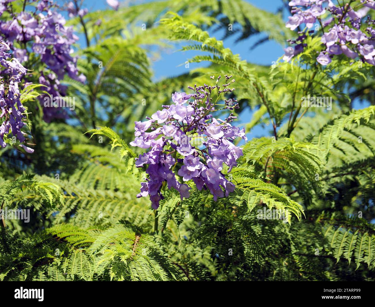 jacaranda, blue jacaranda, black poui, Palisanderholzbaum, Jacaranda mimosifolia, mimózalevelű ...
