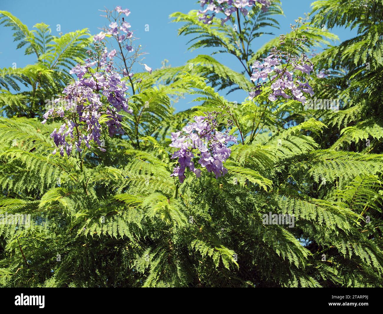 jacaranda, blue jacaranda, black poui, Palisanderholzbaum, Jacaranda ...