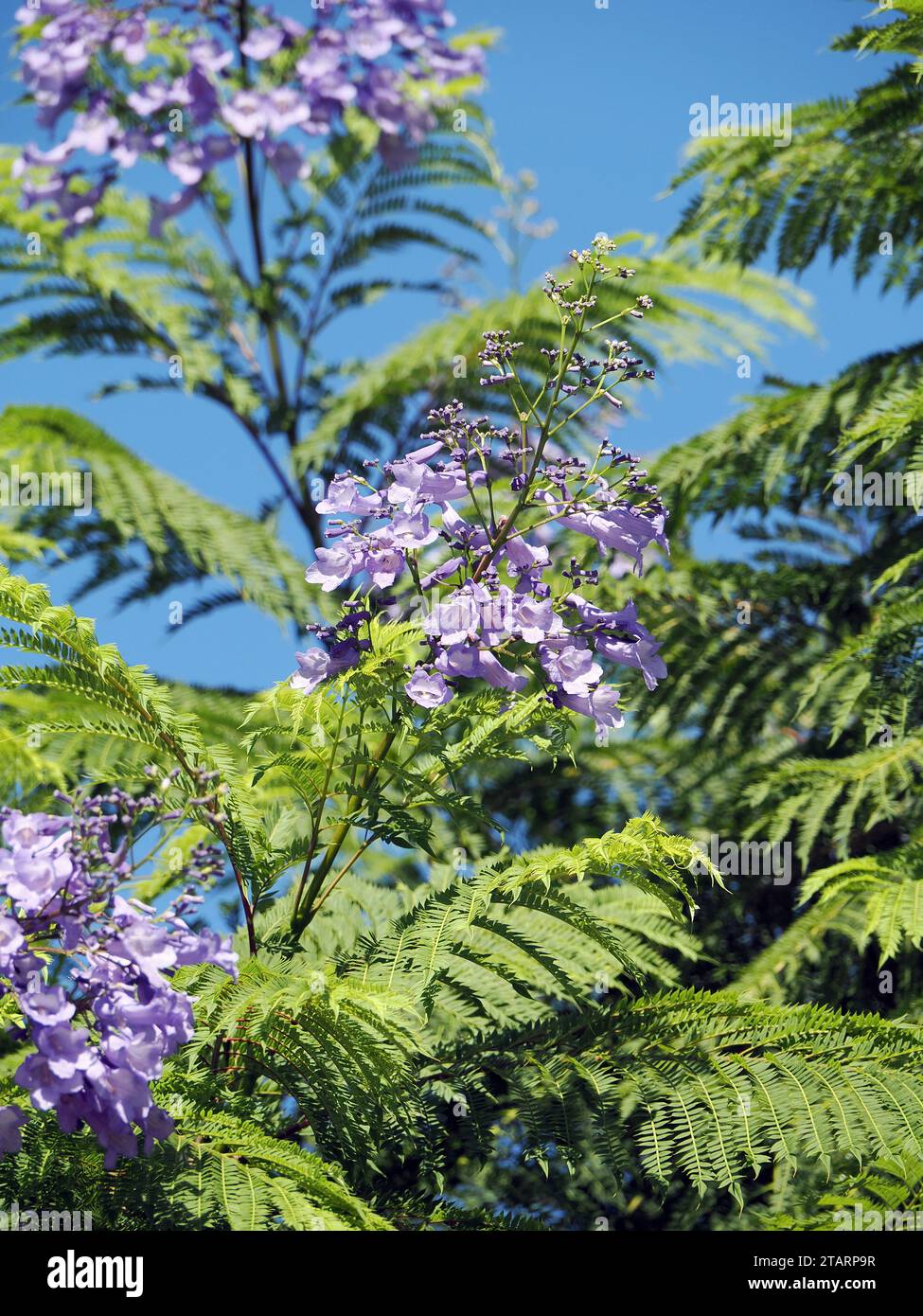 jacaranda, blue jacaranda, black poui, Palisanderholzbaum, Jacaranda ...