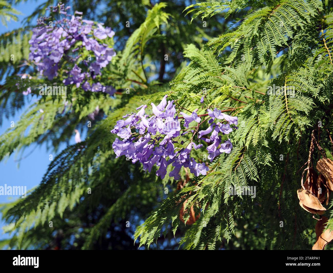 jacaranda, blue jacaranda, black poui, Palisanderholzbaum, Jacaranda ...