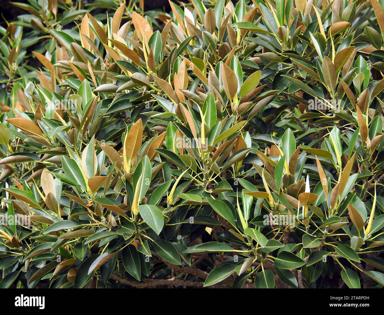 Moreton Bay fig or Australian banyan, Großblättrige Feige, figuier de ...
