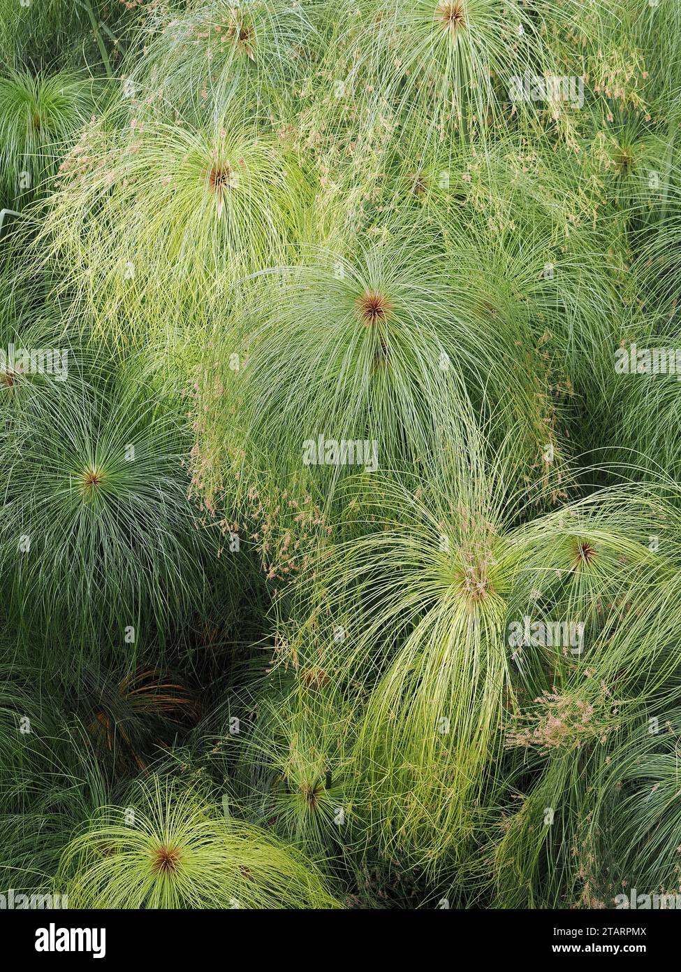 papyrus, papyrus sedge, Echter Papyrus, souchet à papier, Cyperus ...