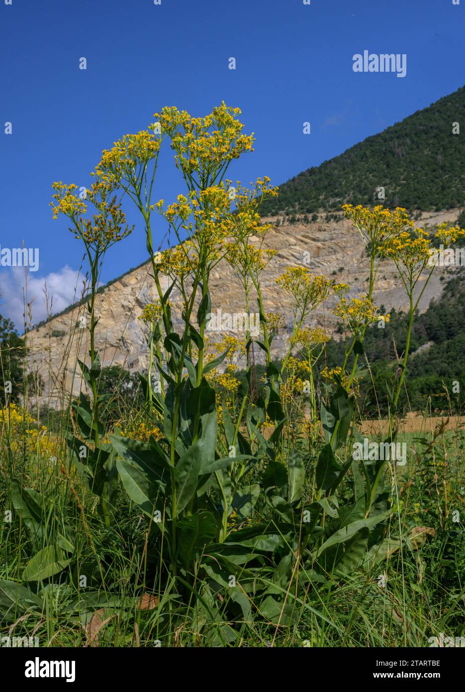 Golden Ragwort, Senecio doria in flower on damp roadside in the ...