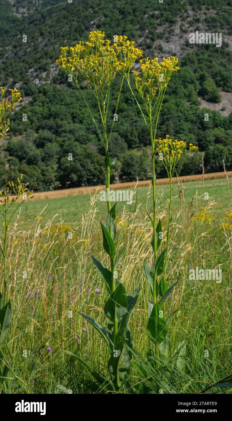 Golden Ragwort, Senecio doria in flower on damp roadside in the ...