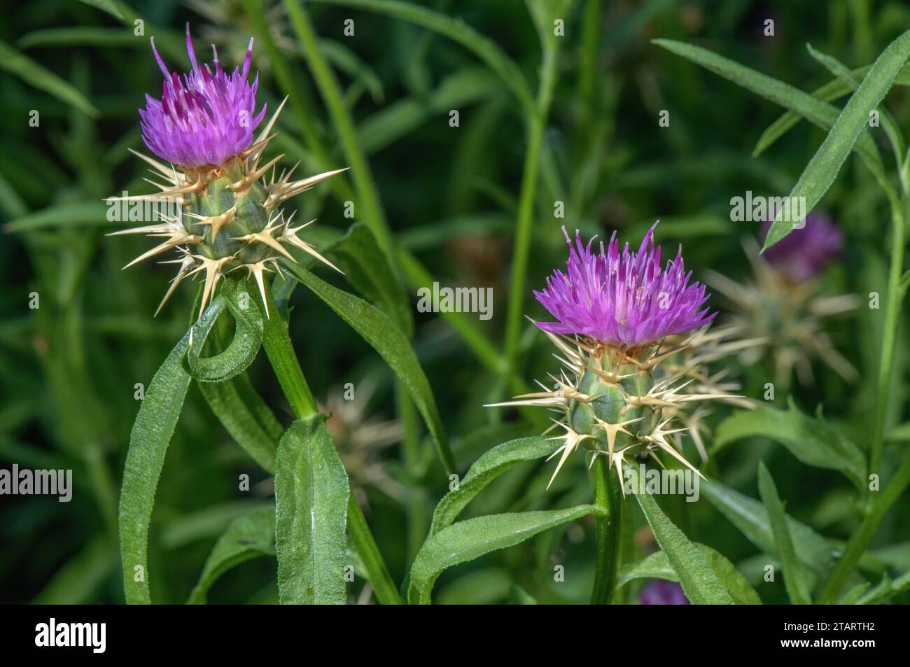 Red star-thistle, Centaurea calcitrapa, in flower. UK rarity Stock ...