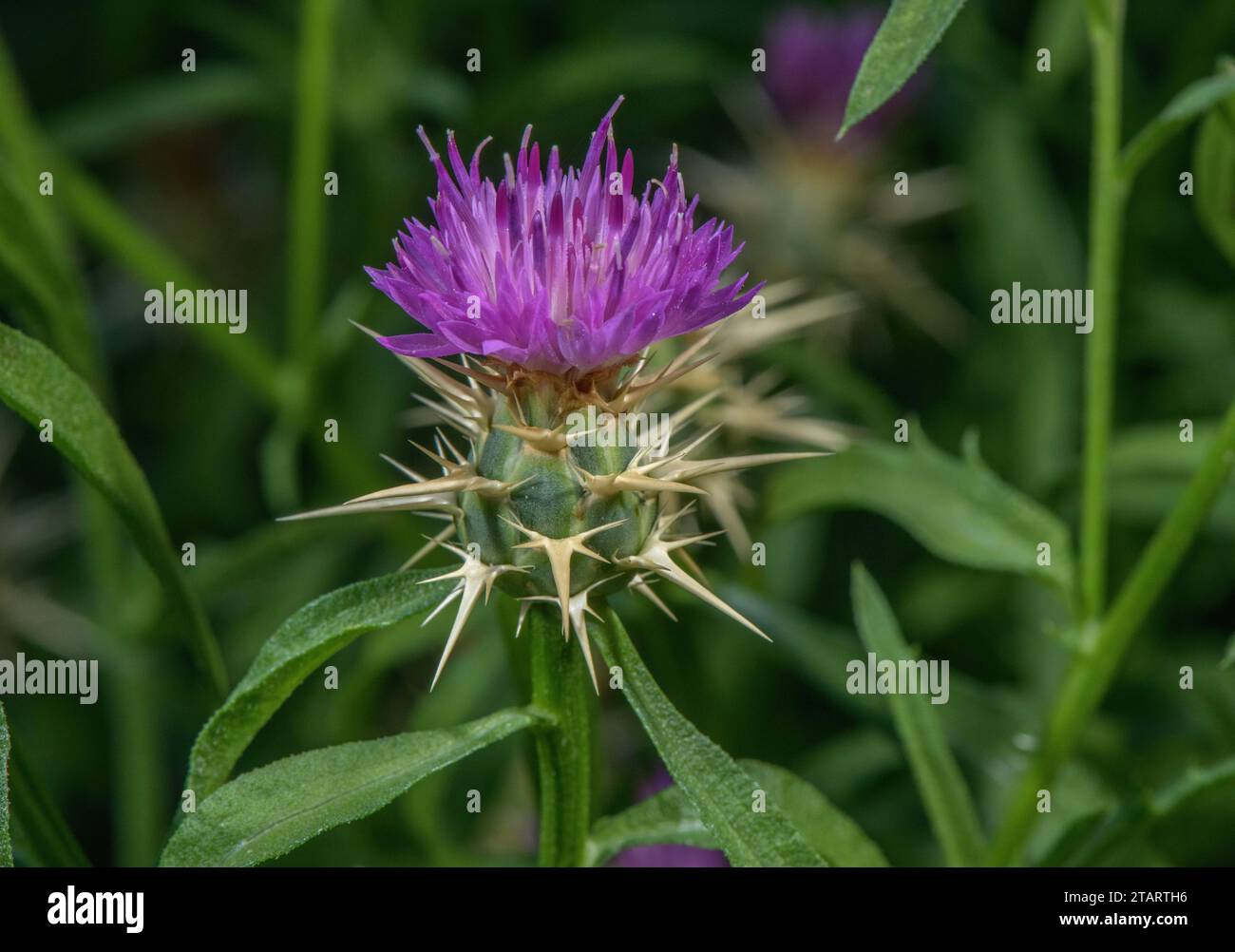 Star thistle hi-res stock photography and images - Alamy