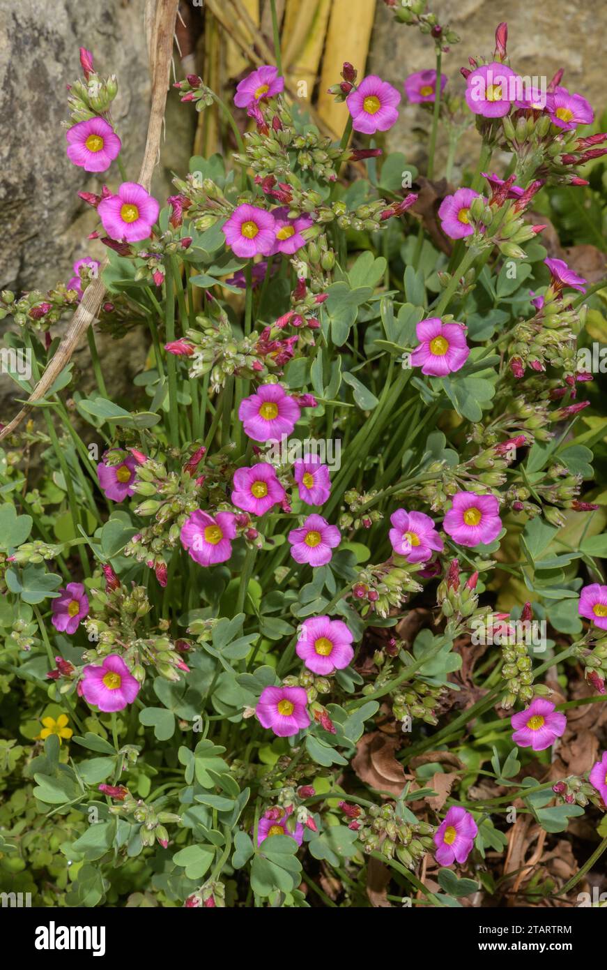 Chilean monkey flower, Erythranthe naiandina, in flower. From Chile ...