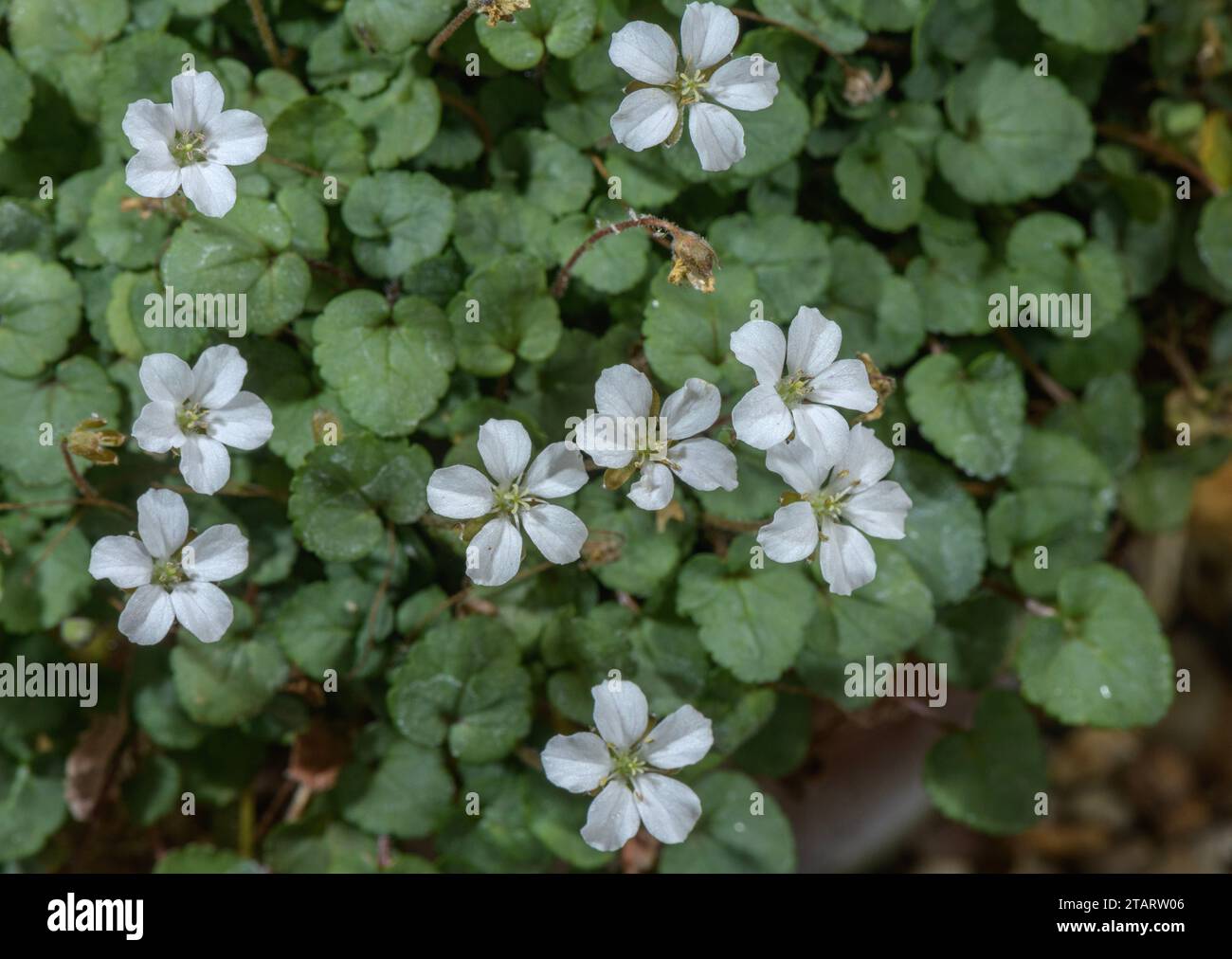 Mediterranean wildflowers hi-res stock photography and images - Alamy