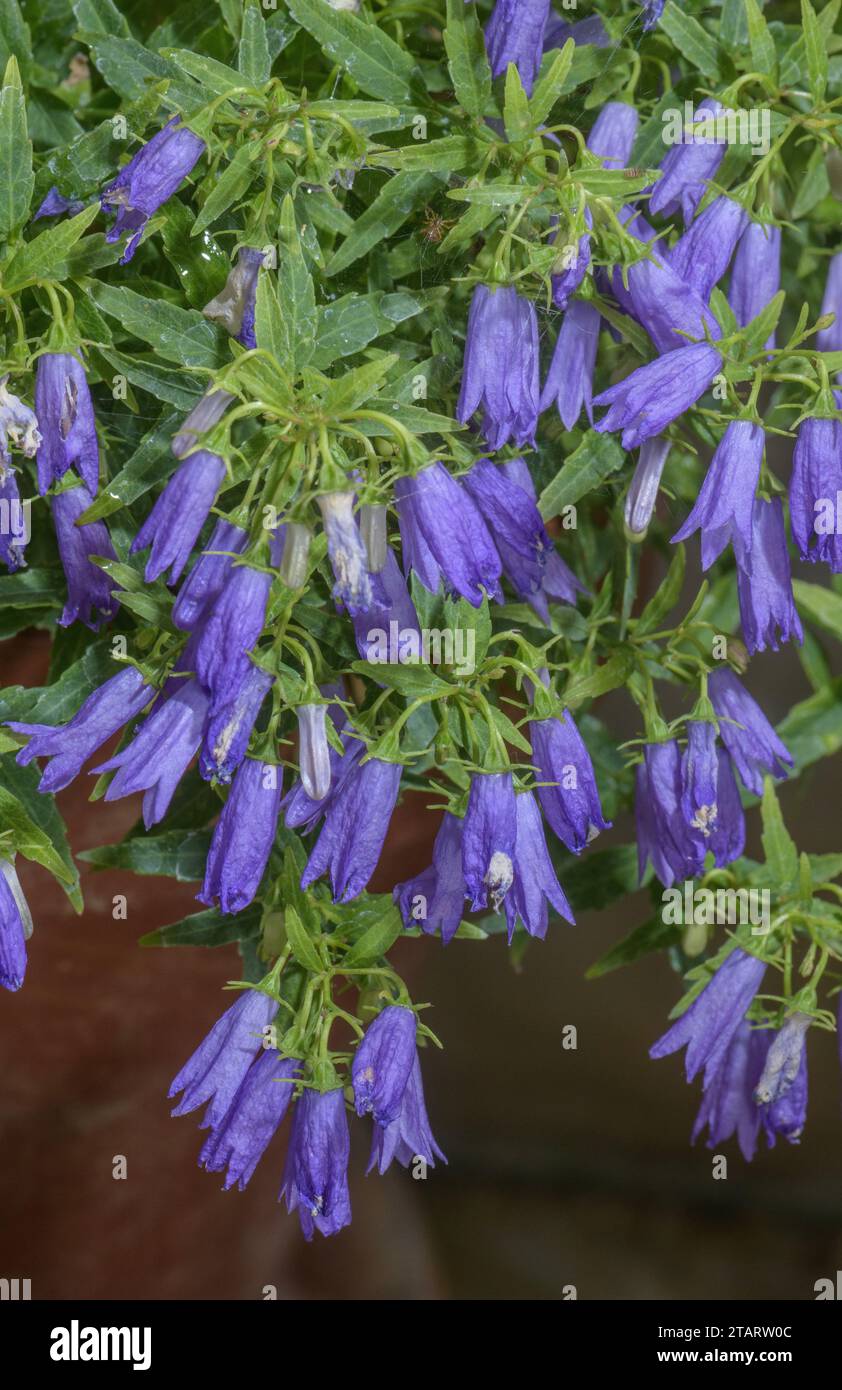 Croatian flora hi-res stock photography and images - Alamy