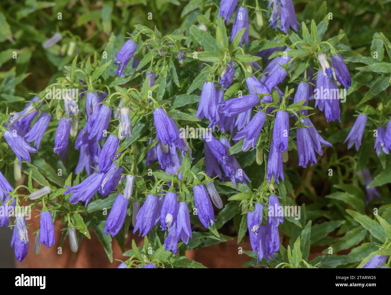 Croatian flora hi-res stock photography and images - Alamy