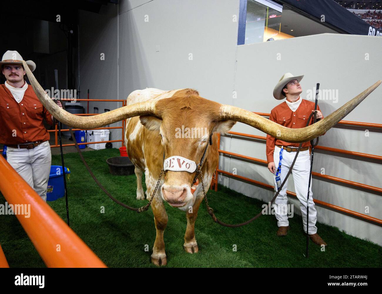 Arlington, Texas, USA. 2nd Dec, 2023. Texas Longhorns mascot Bevo ...