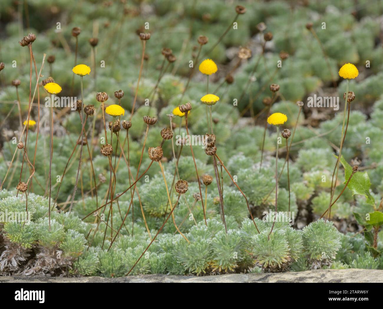 Cotula sericea hi-res stock photography and images - Alamy