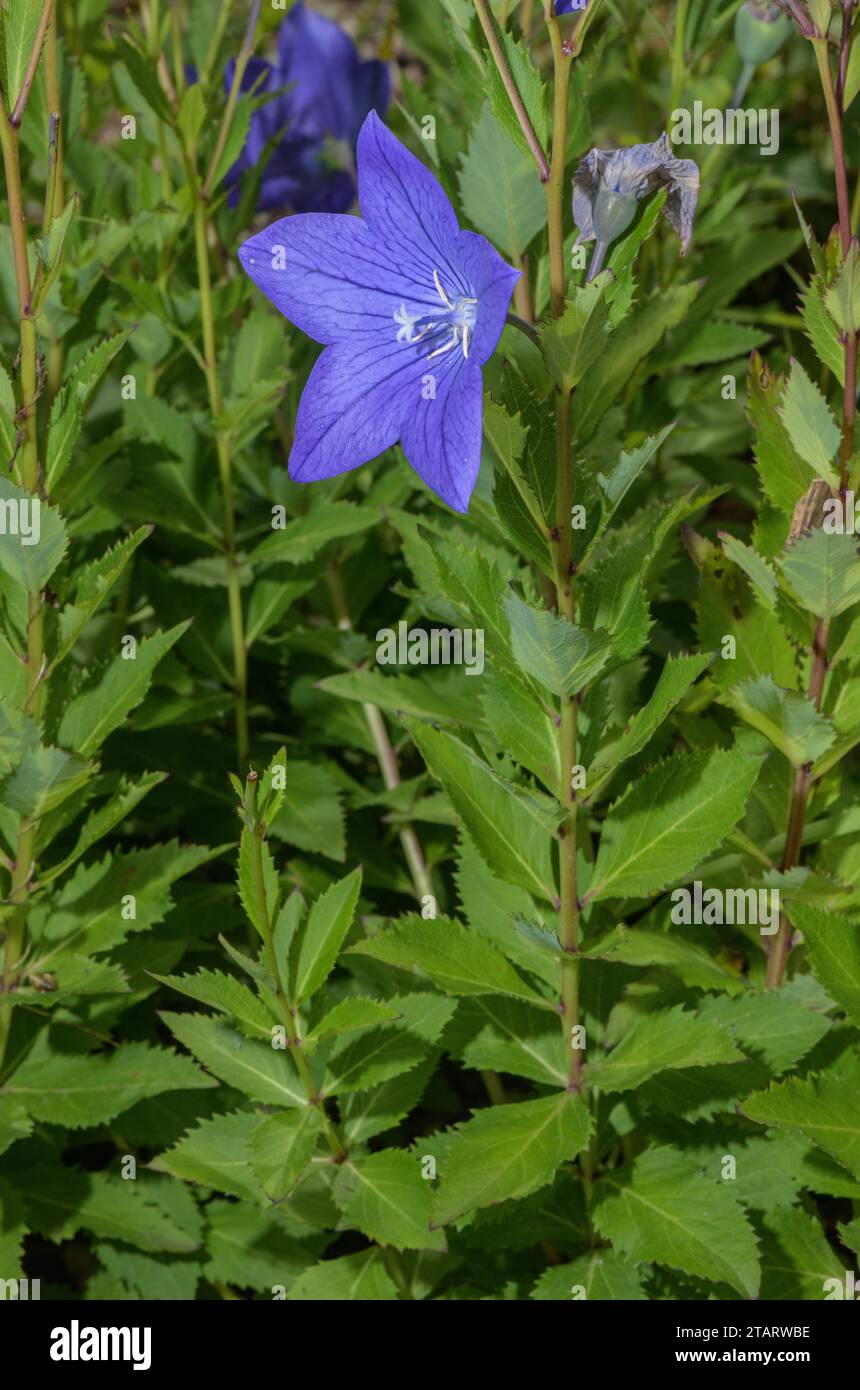 Balloon flower, Platycodon grandiflorus from East Asia Stock Photo - Alamy