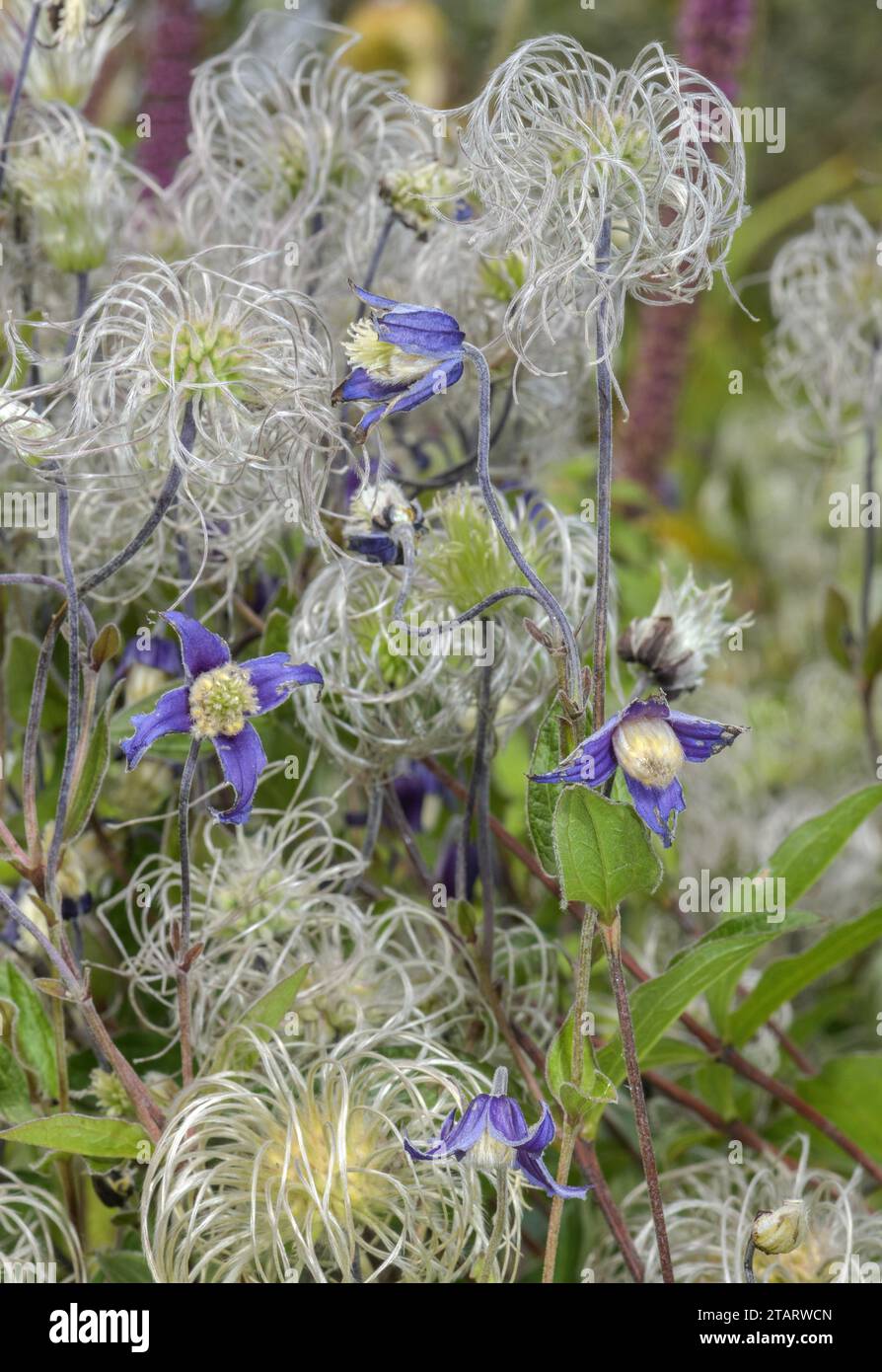 Solitary clematis, Clematis integrifolia, in flower and fruit Stock ...