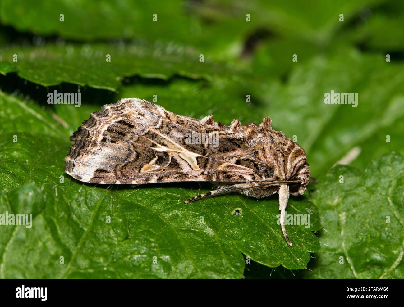 Yellow-striped Armyworm Moth (Spodoptera ornithogalli) roosting on ...