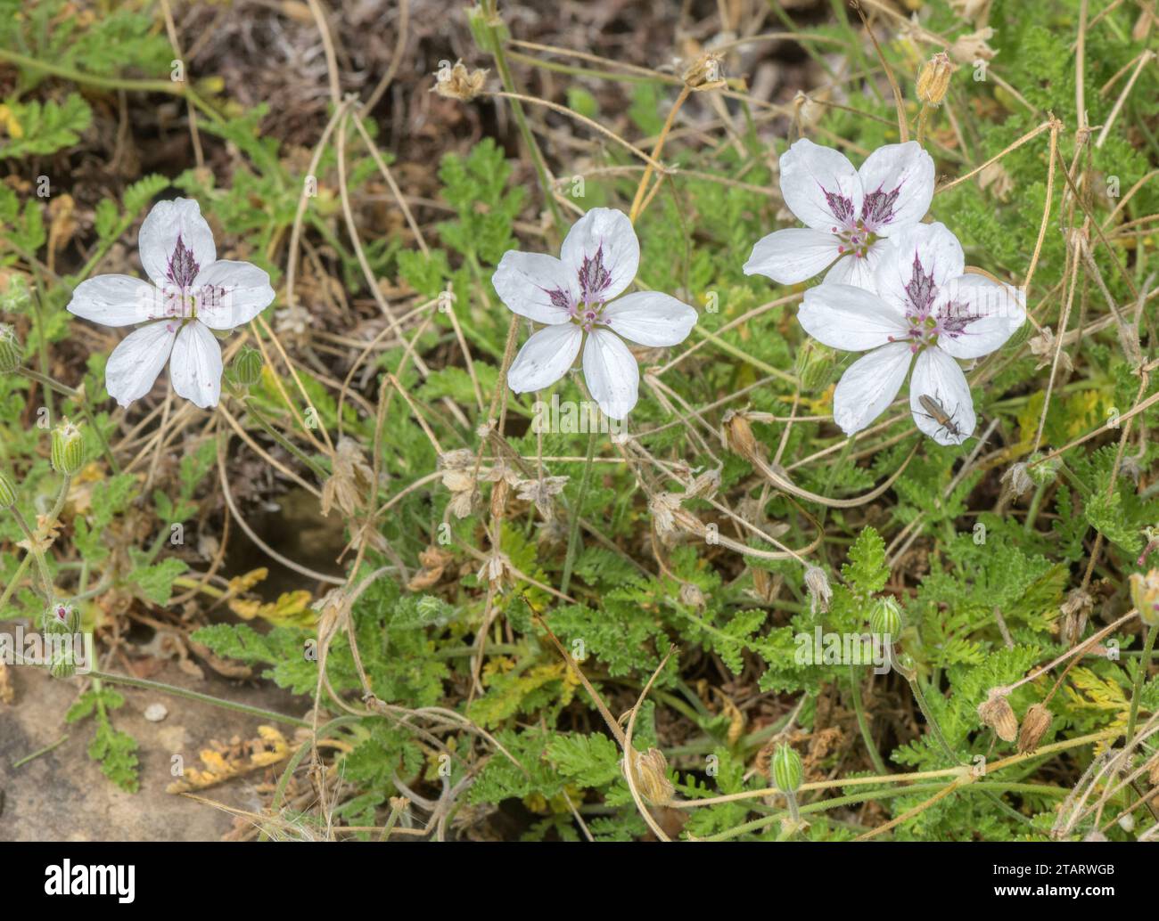 Black-eyed stork's bill, Erodium petraeum ssp. glandulosum in flower ...