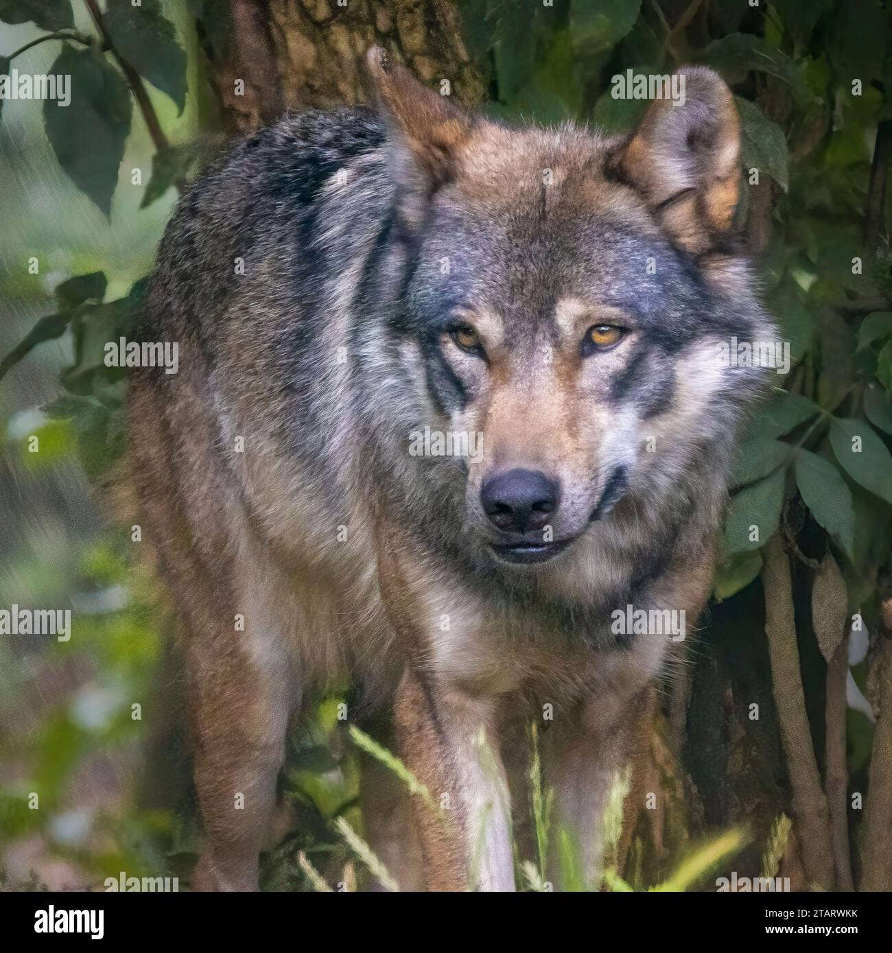 Grey Wolf in woodlandeyes Stock Photo - Alamy