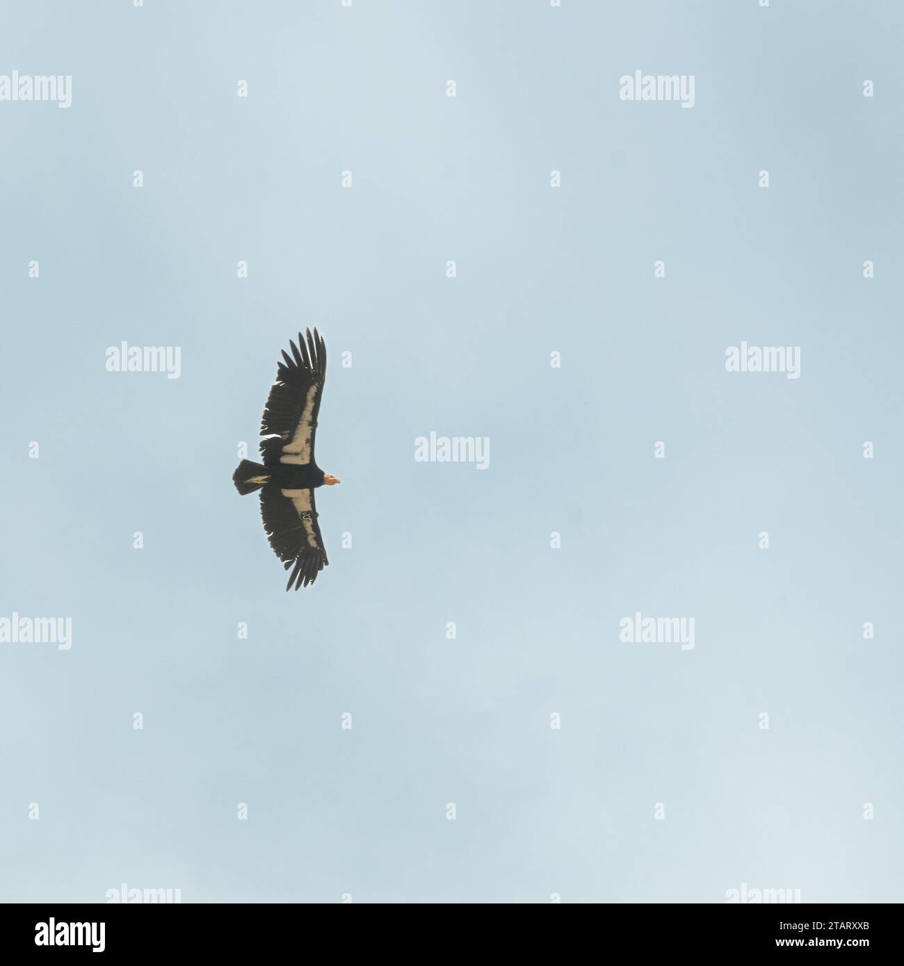 Zion utah condor hi-res stock photography and images - Alamy