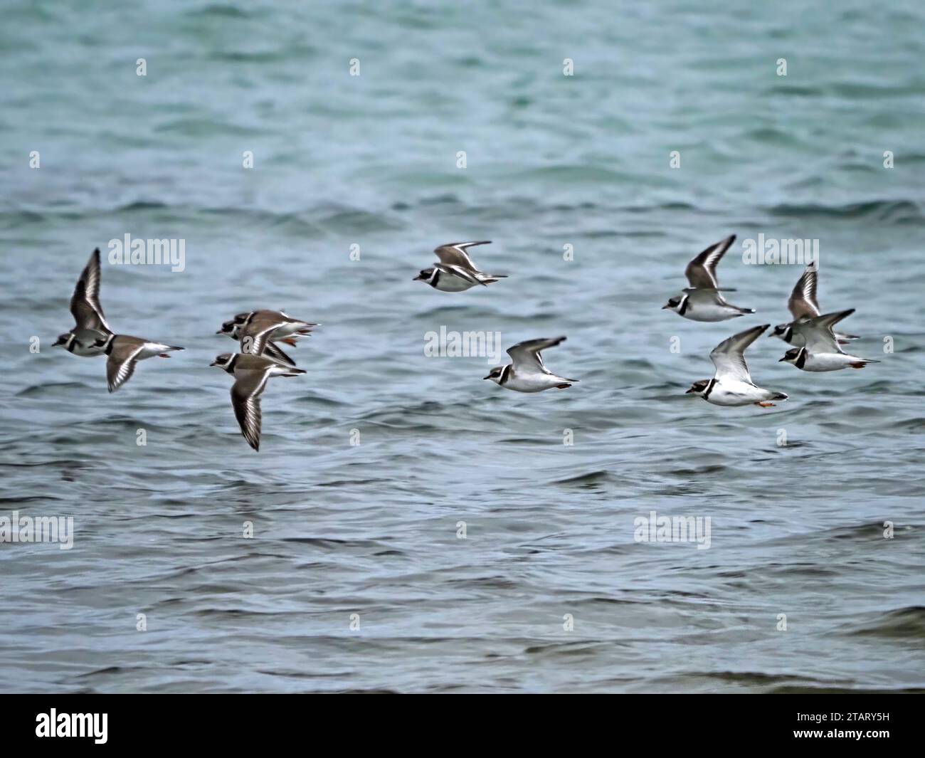 flock of Ringed Plovers (Charadrius hiaticula) flying low over waves ...