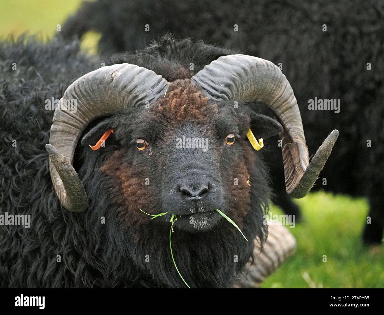 black bighorn Scottish sheep with massive curly horns staring at camera while chewing grass on ...