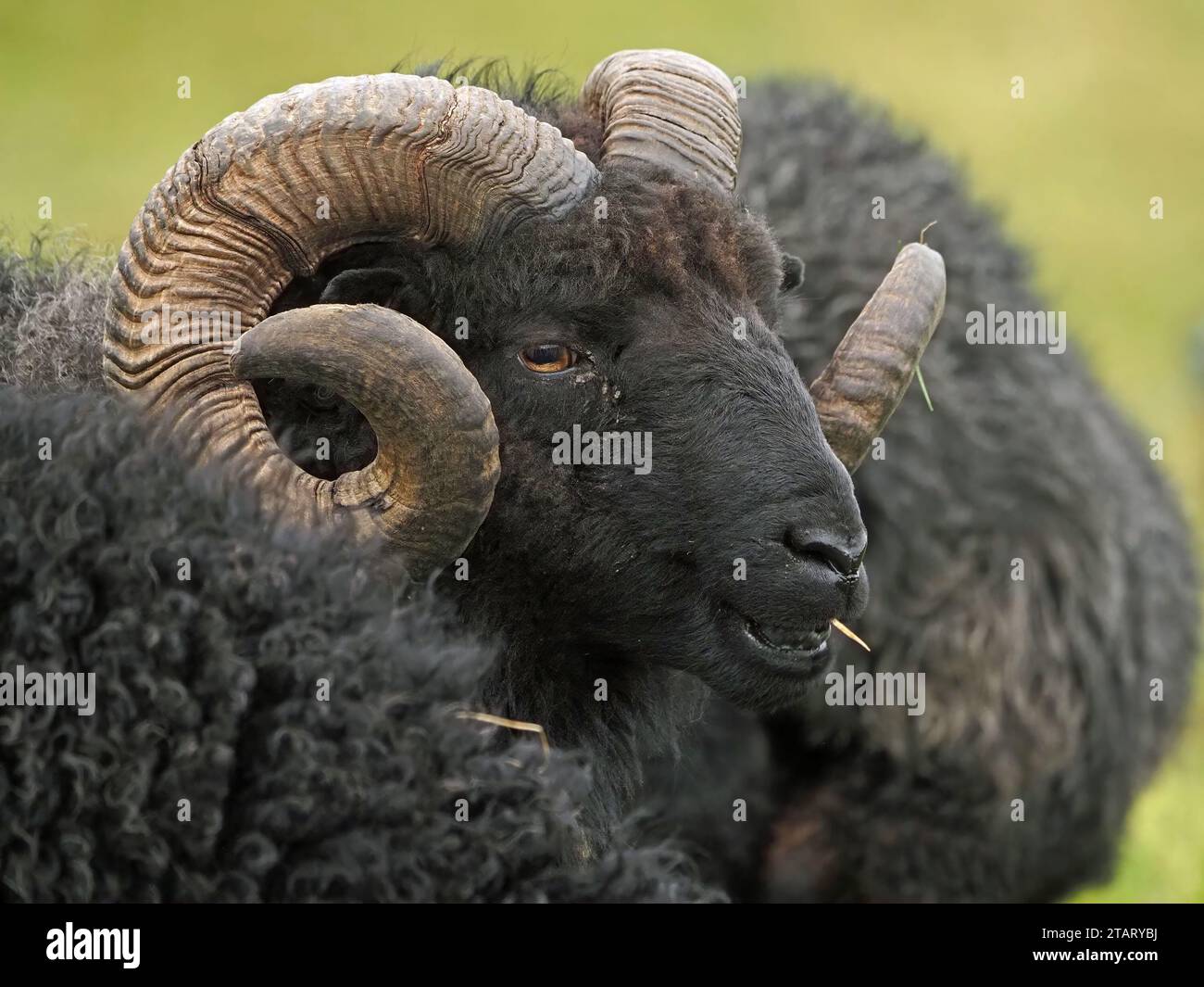 black bighorn Scottish sheep with massive curly horns staring at camera ...