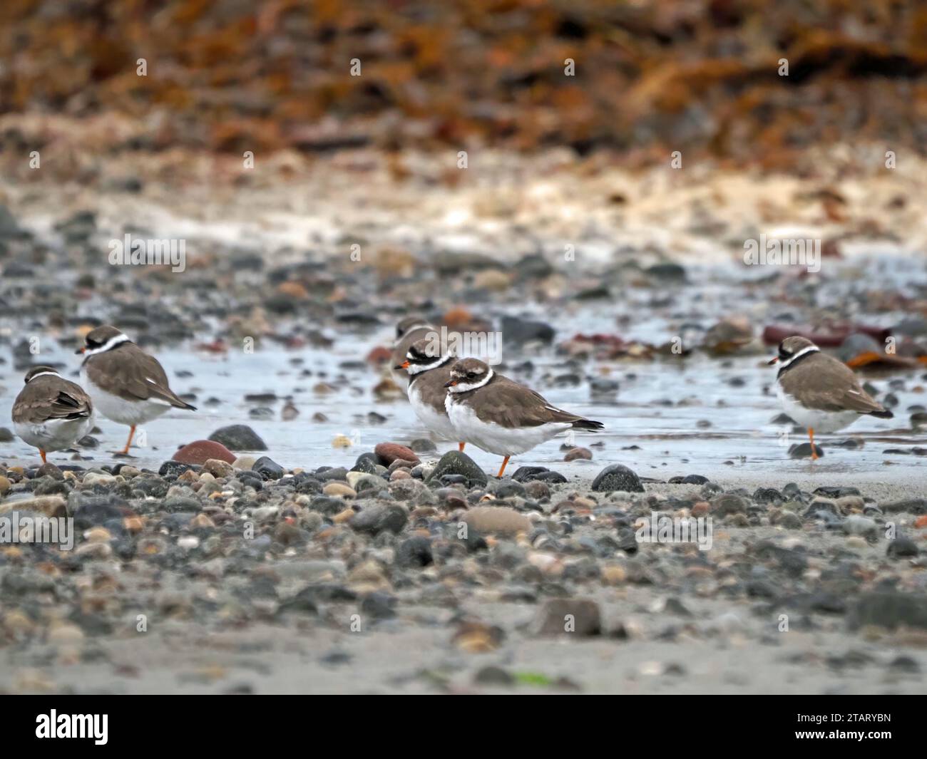 mixed flock of Ringed Plovers (Charadrius hiaticula) each on one leg ...