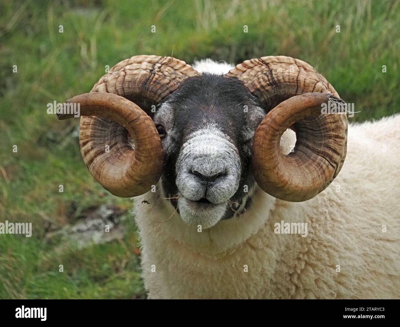 Lone single pasture hi-res stock photography and images - Alamy