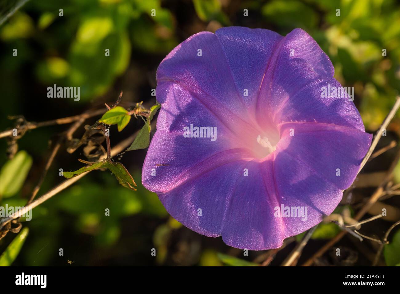 Everglades morning glory hi-res stock photography and images - Alamy