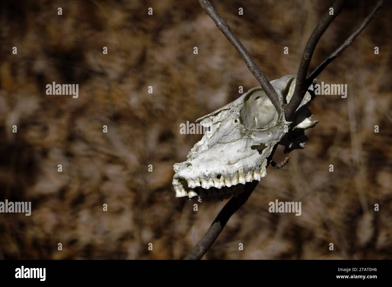bleached animal skull Stock Photo - Alamy